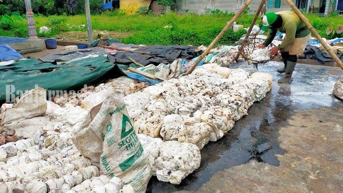 Pengepul Mampu Beli 1 Ton Karet Petani Kabupaten Balangan, Harga Tak ...