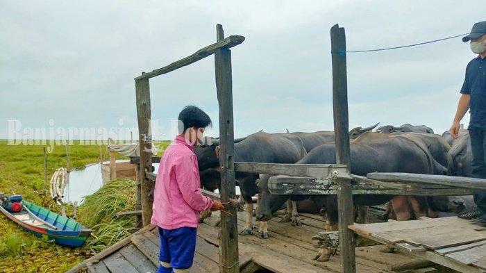 Kerbau Rawa di Paharangan Kabupaten Hulu Sungai Selatan Sepanjang Hari ...