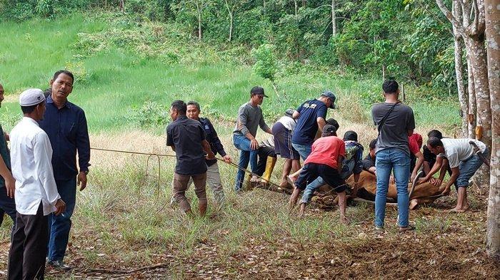 Penyembelihan Kurban Masih Ramai di Tala, Instansi Pemerintah Hingga ...