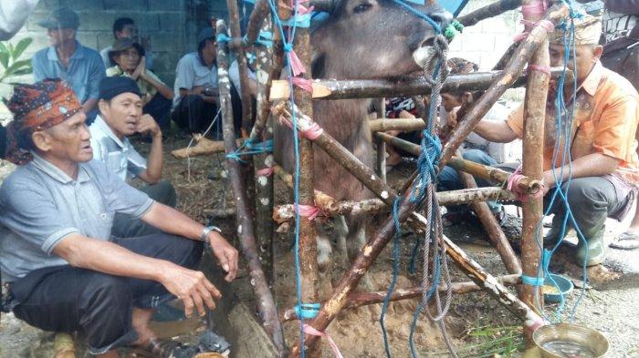 Warga Adat Labuhan HST Gelar Bapunah Sahut Hadangan Sebelum Pura Agung ...