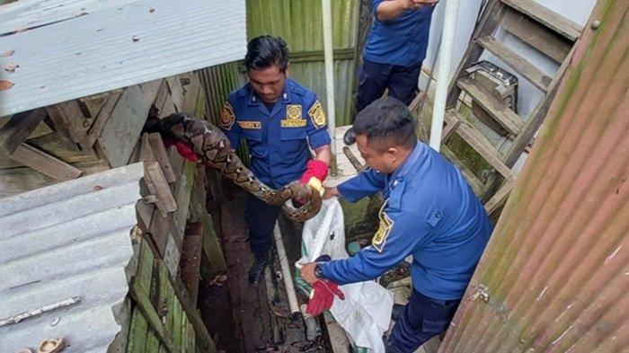 Masuk ke Pemukiman Warga di HST, Ular Piton Berukuran Besar Dievakuasi Tim Personel Damkar ...