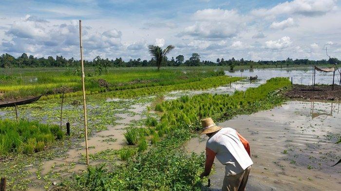 Lahan Rawa Masih Tergenang, Petani di Kabupaten HSU Kalsel Belum Bisa ...