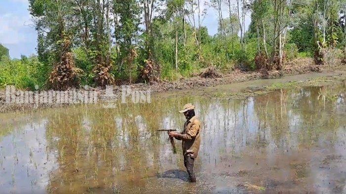 Petani Handil Murung Kabupaten Minta Pemerintah Awasi Pupuk dan Benih ...