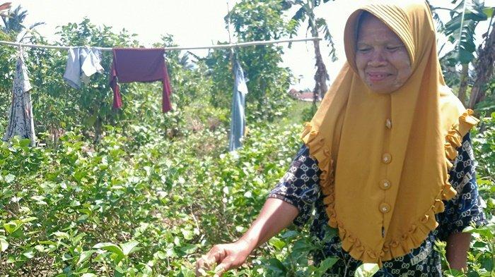 Warga Labuan Tabu Kabupaten Banjar Ini Andalkan Bunga untuk Cukupi ...