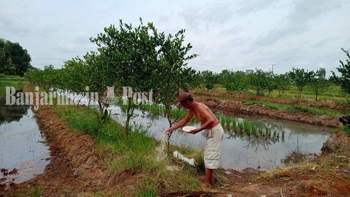 Petani Jeruk Karang Indah Kabupaten Barito Kuala Andalkan Kapur untuk ...