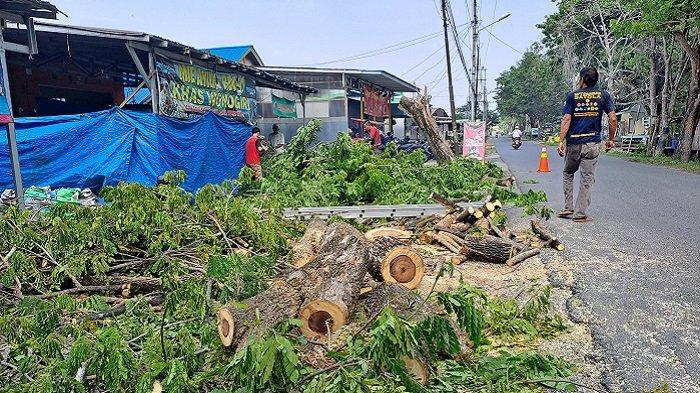 Antisipasi Pohon Tumbang, UPT Damkar Batola Siapkan Gergaji Mesin ...