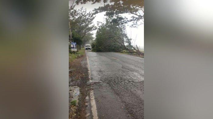 Hujan Deras Disertai Angin Kencang, Pohon Tumbang ke Jalan By Pass ... Hujan Deras Disertai Angin Kencang, Pohon Tumbang ke Jalan By Pass ...