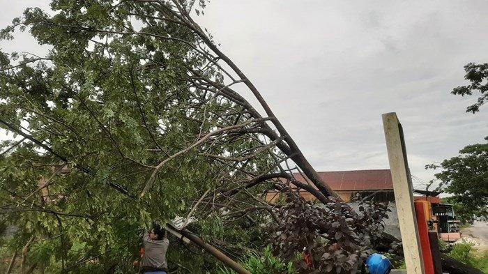 Satu Tiang Listrik Roboh, Pohon Tumbang di Baamang Tengah Kotim Timpa Kabel PLN dan Internet ...