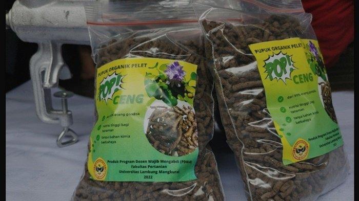 Manfaatkan Enceng Gondok, Dosen Faperta ULM Latih Petani HSU Manfaatkan Gulma Jadi Pupuk Pelet ...