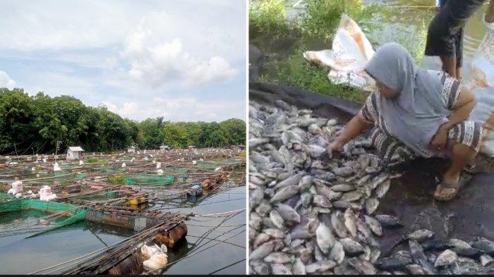 1,5 Ton Ikan Mati Mendadak di Keramba Sungai Kunyit Aranio, Diduga ...