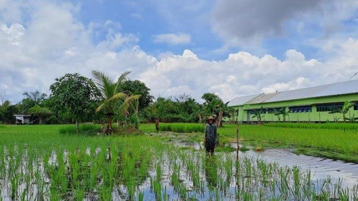 Petani Marabahan Berharap Panen di Agustus, Tak Khawatir Dilanda Banjir ...