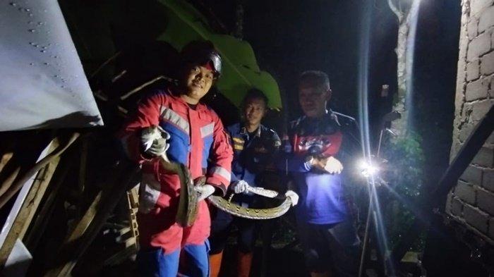 Tim Animal Rescue Tapin Tangkap Ular Piton Hampir 2 Meter, Masuk ...