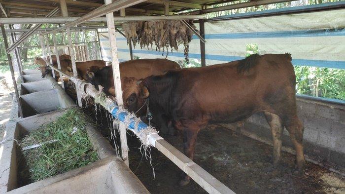 Sambut Idul Adha 1445 Hijriah, Begini Ketersediaan dan Harga Hewan ... Sambut Idul Adha 1445 Hijriah, Begini Ketersediaan dan Harga Hewan ...