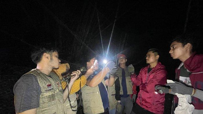Semut Raksasa di Lembah Bukit Manjai Mandiangin Timur Hanya Keluar ...