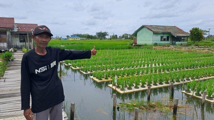 Padi Apung Suparlan Dikunjungi Petugas Penangkar Benih Batola ...