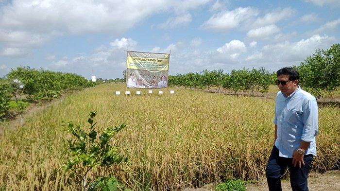 Sukses Gelar Panen Raya, Padi Petani Desa Karang Bunga Batola Diborong ...