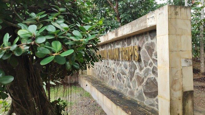 Wisata Kalsel: Sejuknya Taman Hutan Hujan Tropis Kalsel, Wisata Alam di ...