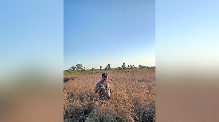 Air Asin Jadi Mudah Masuk Sawah, Gabungan Kelompok Tani di Kurau Tala ...