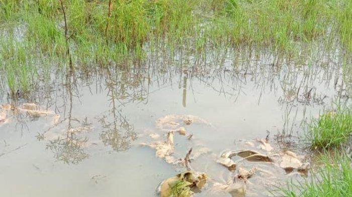 BREAKING NEWS - Tengkorak Manusia Ditemukan di Desa Bumi Berkat Sungai ...