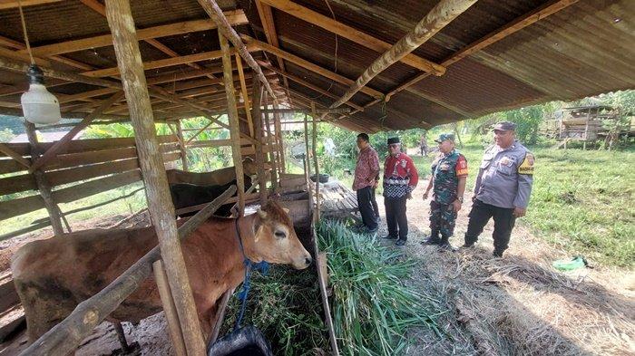 Respons Keluhan Peternak, Disbunak Tabalong Rencanakan Dirikan ...