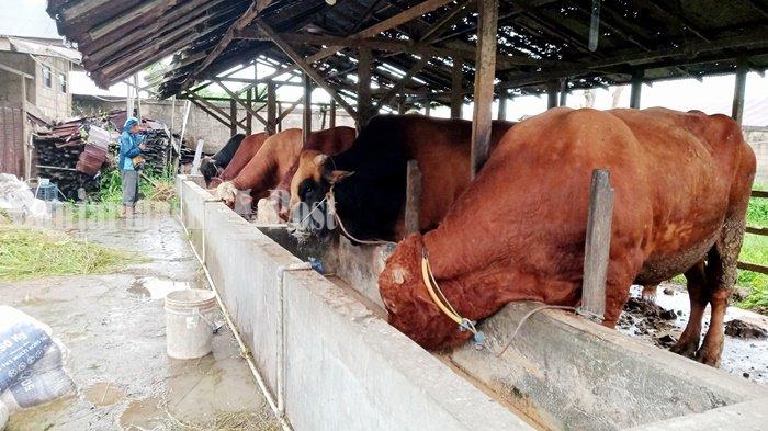 Kasus Anak Curi Sapi Milik sang Ibu, Kejagung Turun Tangan Perintahkan ...