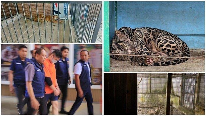 Tabiat Asli Pemilik Harimau yang Menerkam Warga Samarinda Hingga Tewas ...