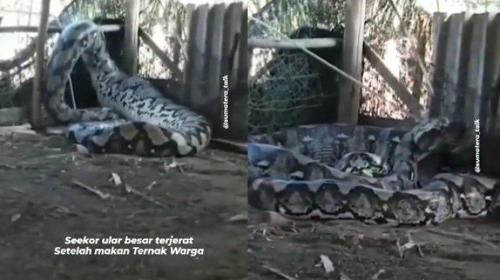 Fakta Ular Piton Raksasa yang Kabarnya Ditangkap di Seruyan, Kepala ...