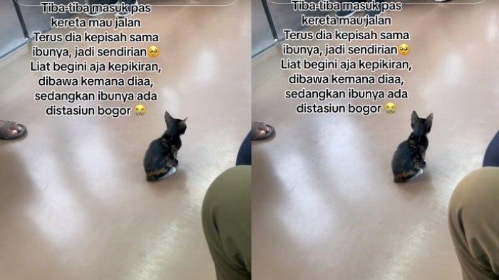 Viral Anak Kucing Nyasar Terbawa Kereta dari Stasiun Bogor Bikin Gempar ...