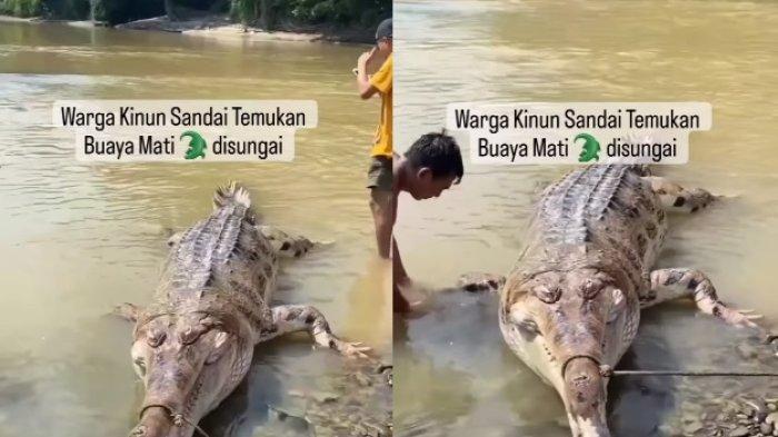 Viral Penemuan Buaya Sepit Mati di Kalbar, Ukurannya Bikin Heboh Warga - Banjarmasinpost.co.id