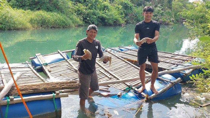 BREAKINGNEWS - Sungai Jorong di Tala Diduga Tercemar, Ikan Nila di ...