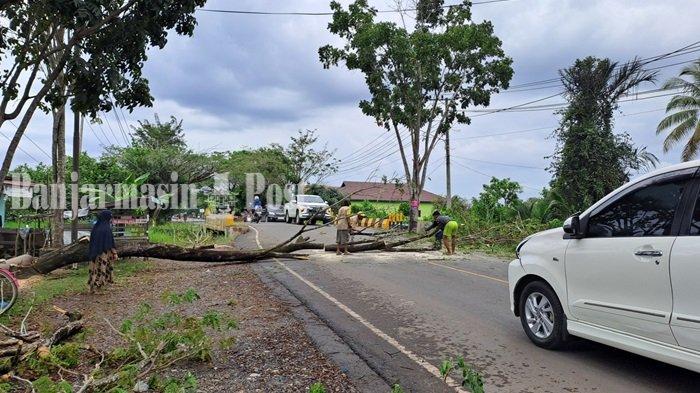 Lalulintas Sempat Terhenti, Pohon Roboh Timpa Badan Jalan di Kecamatan ...