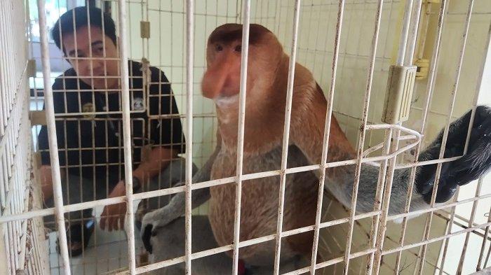 Muncul di Kampung Sasirangan Banjarmasin, Begini Kondisi Bekantan Pasca ...