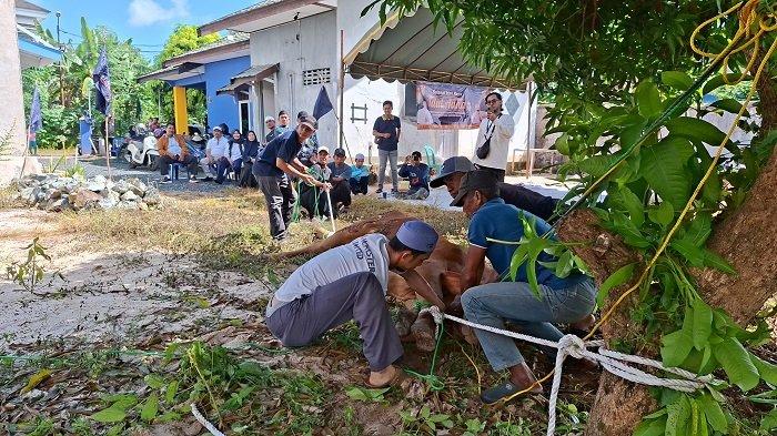 Limosin Berontak Saat Akan Disembelih, Begini Warga Tanahlaut Robohkan ...
