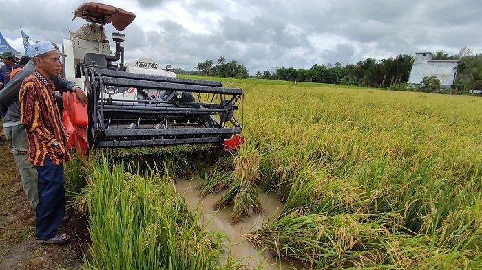 Andalkan Tadah Hujan, Petani di Desa Andhika Tapin Harapkan Alsintan ...