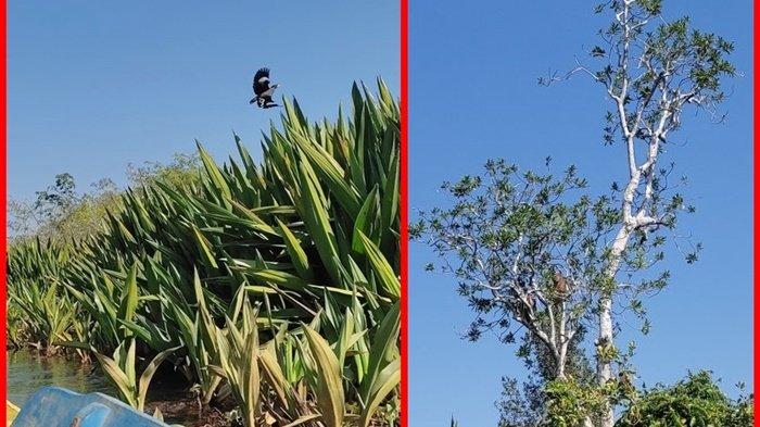 Menuju Wisata Religi Makam Daru Muning di Tapin Kalsel, Ada Bekantan ...