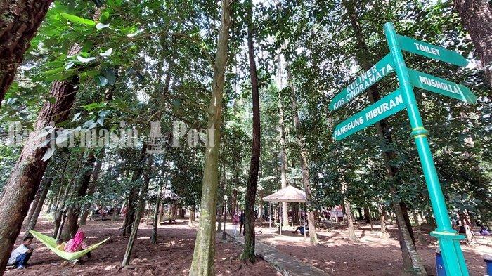 Sejumlah Fasilitas Tersedia di Wisata Alam Hutan Pinus Banjarbaru ...