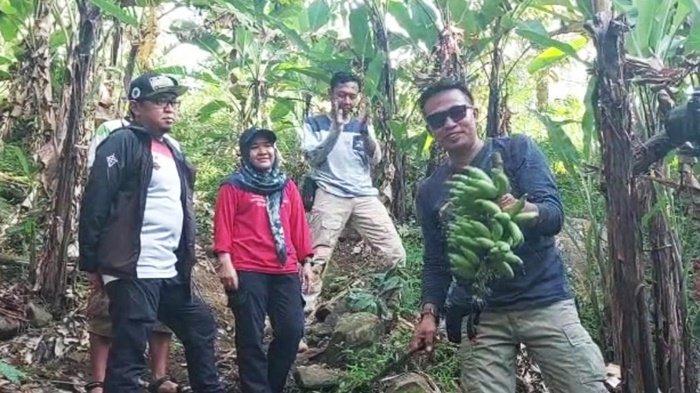 Pisang Khas di Tempat Wisata Bukit Priangan Kabupaten Tanah Laut Kalsel ...