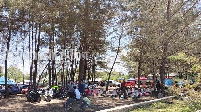 Wisata Kalsel - Pepohonan Pinus di Sepanjang Pantai Rindu Alam ...