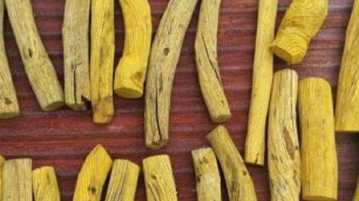 Mirip Bajakah, Akar Kuning Kalimantan Dipercaya Berkhasiat Sembuhkan ...