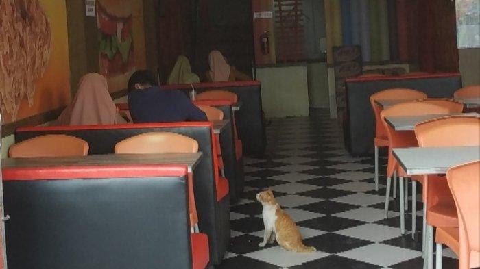 Video Kucing Oranye Ini Hampir Tembus Satu Juta Penonton, Lihat Aksi ...