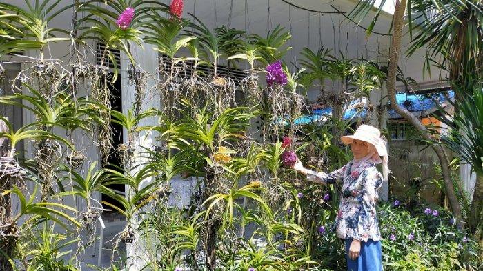 Taman Anggrek Kalimantan, Begini Cara Mudah Memelihara Anggrek ...
