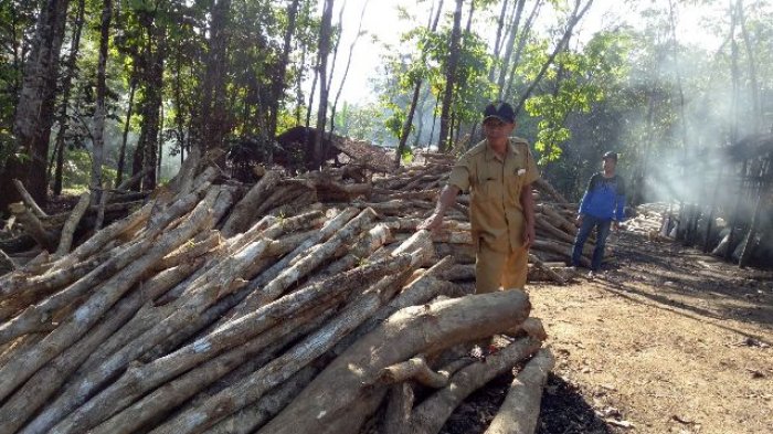 Warga Tapuk Lebih Semangat Bikin Arang Halaban Ketimbang Menanam Karet ...