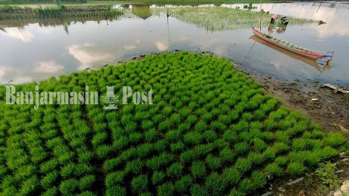 Penanaman Padi Apung di Wilayah Balangan Masih Melihat Kondisi Air Rawa ...