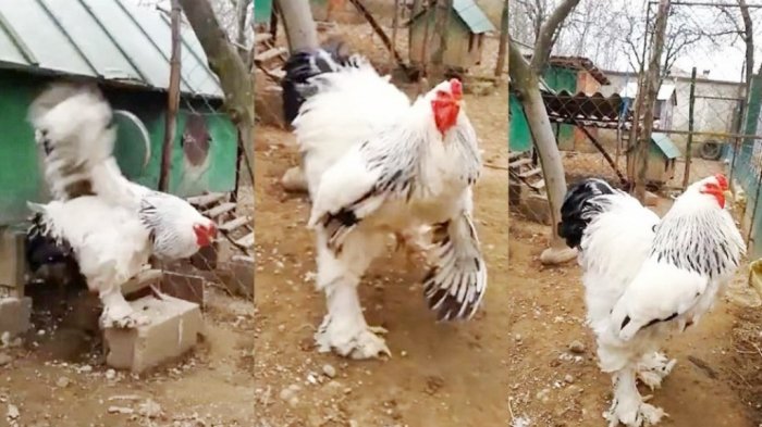 Ayam Brahma, Ayam 'Raksasa yang Ukuran Tubuhnya Bikin Kita Geleng ...