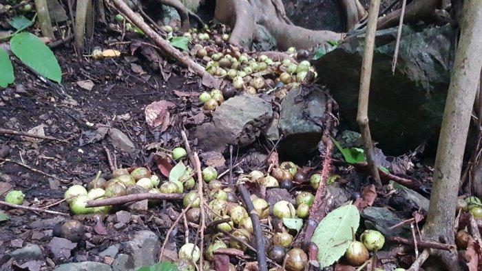 Pohon Lua di Gunung Birah Tala Kalsel Masih Terjaga dan Jadi Sumber ...