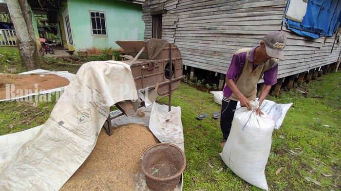 Stok Minim, Petani di Kabupaten Barito Kuala Akui Harga Padi Lokal Kian ...