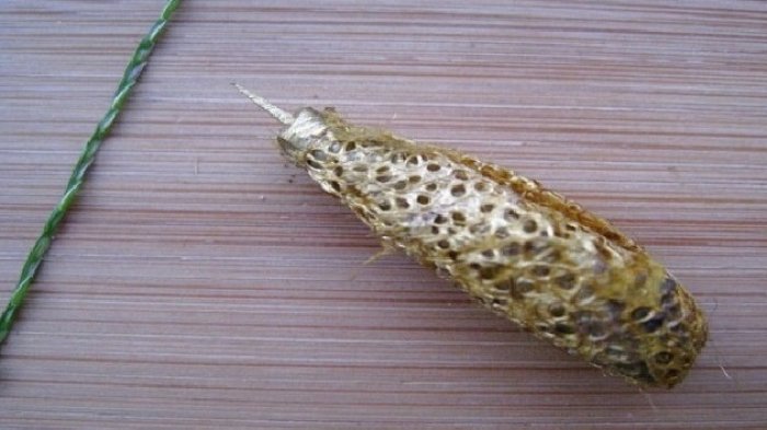 5 Manfaat Besi Kuning yang Dipercaya Miliki Kekuatan Supranatural, No 3 ...