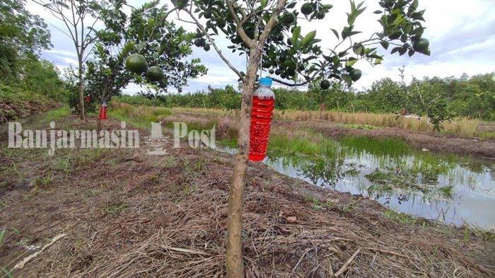 Pro Kontra Botol Merah di Banjamasin untuk Cegah Kucing Buang Kotoran ...