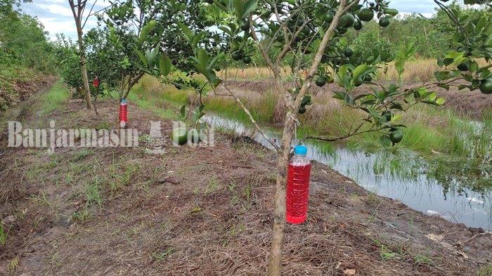 Fenomena Taruh Botol Air Warna Merah, Warga Kabupaten Barito Kuala ...