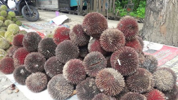 Buah Durian Langka dari Balangan Ini Dijual di Pinggir Jalan, Ada ...